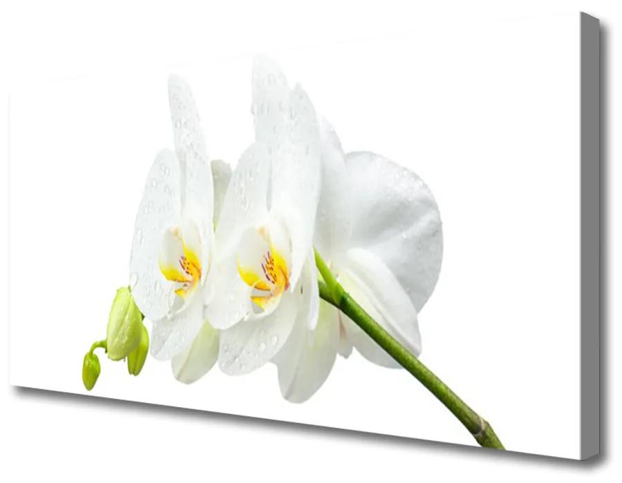 Obraz na plátně Plátky Květ Bíla Orchidej 120x60 cm