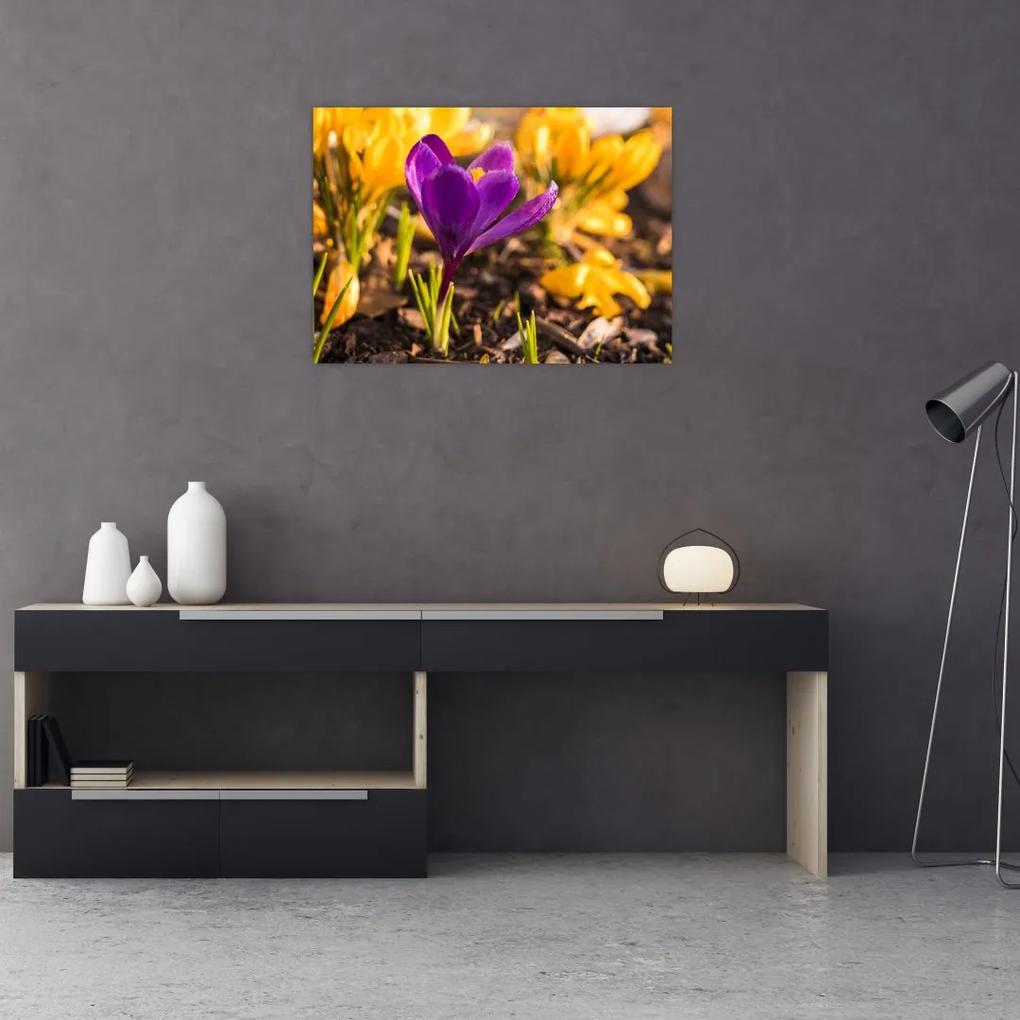 Skleněný obraz fialové květiny (70x50 cm)