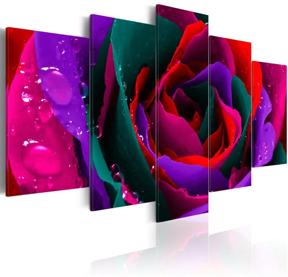 Obraz na plátně Bimago - Multicoloured rose 100x50 cm