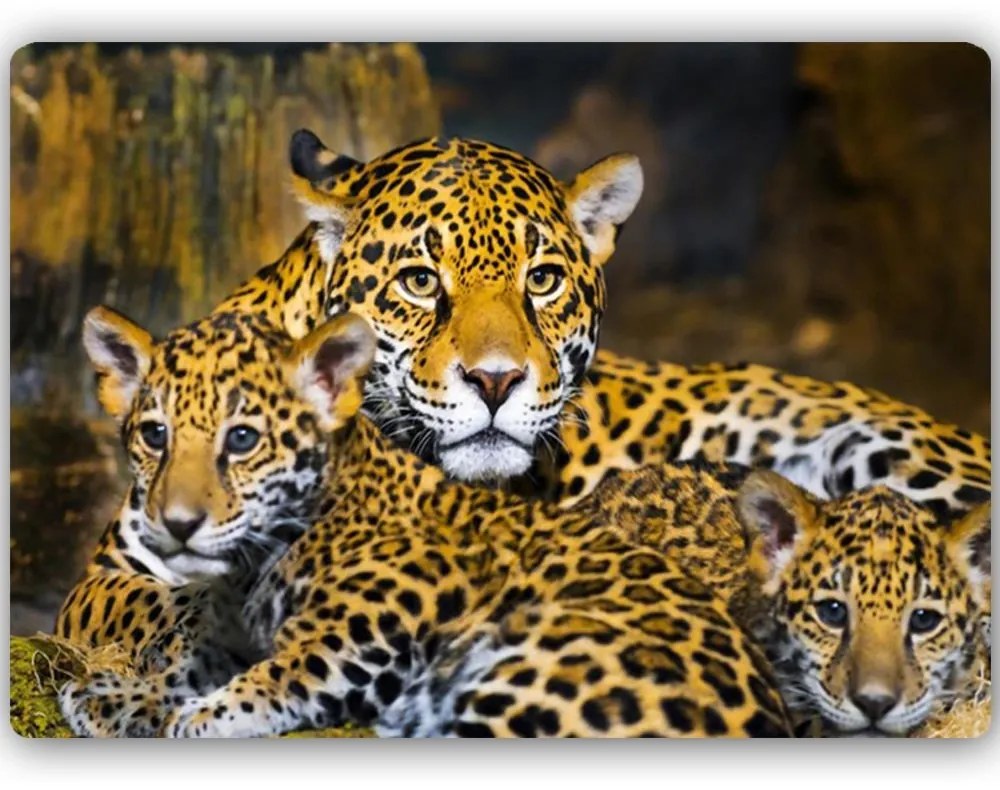 CARO Kovový obraz - Leopards Family 60x40 cm