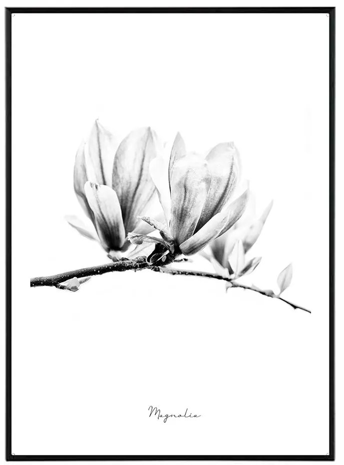 Magnolia - 30x40 cm Obraz