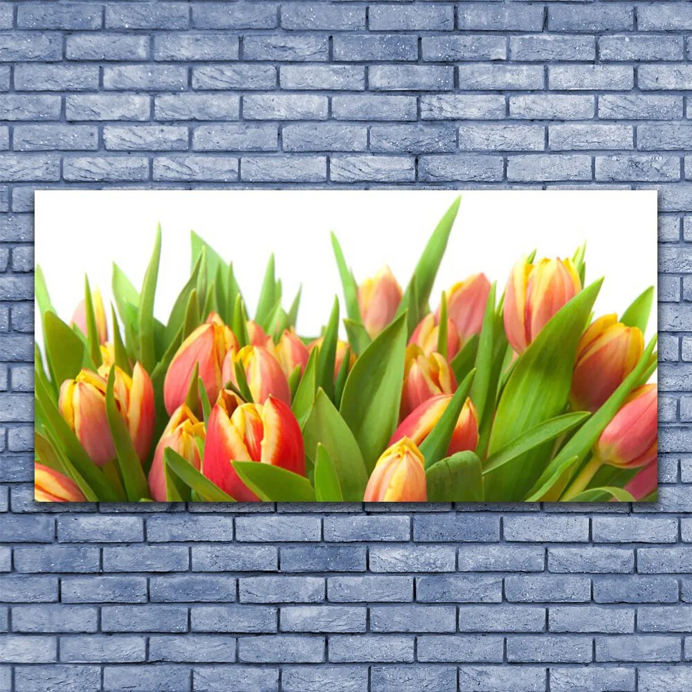 akrylový obraz Tulipány Květiny Rostlina 120x60 cm