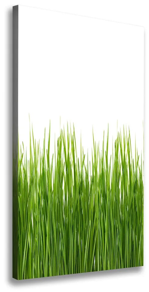 Wallmuralia Foto obraz na plátně Zelená tráva 60x120 cm