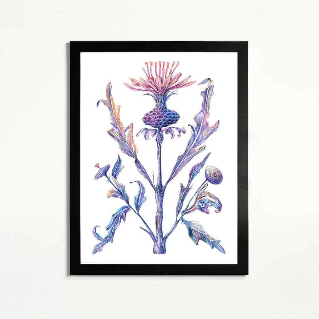Filip Šenkeřík | Centaurea Rám: Bílý, Velikost: 60 x 40 cm