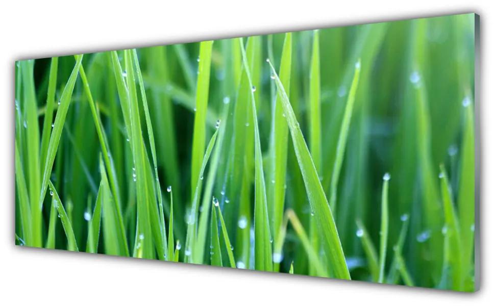 akrylový obraz Tráva Kapky Rostlina Příroda 125x50 cm