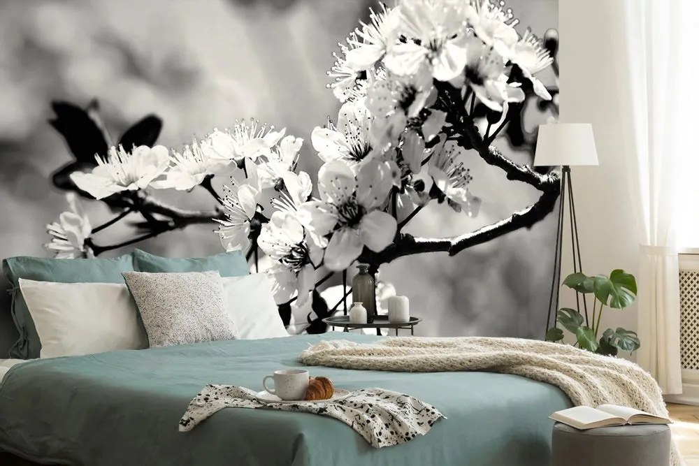 Samolepící fototapeta černobílý třešňový květ - 300x200 cm