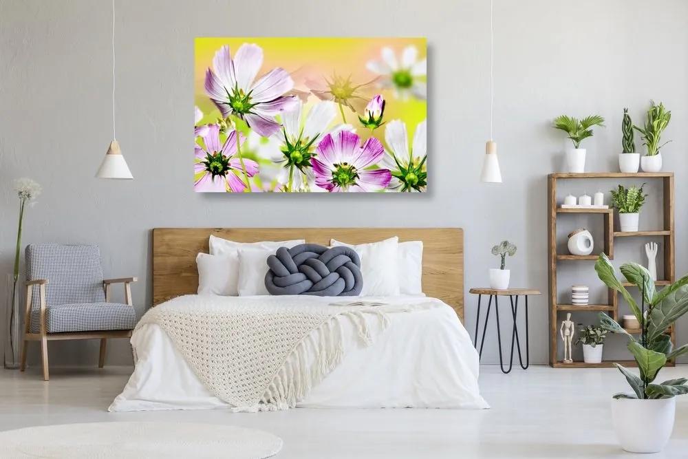 Obraz letní květiny - 60x40 cm