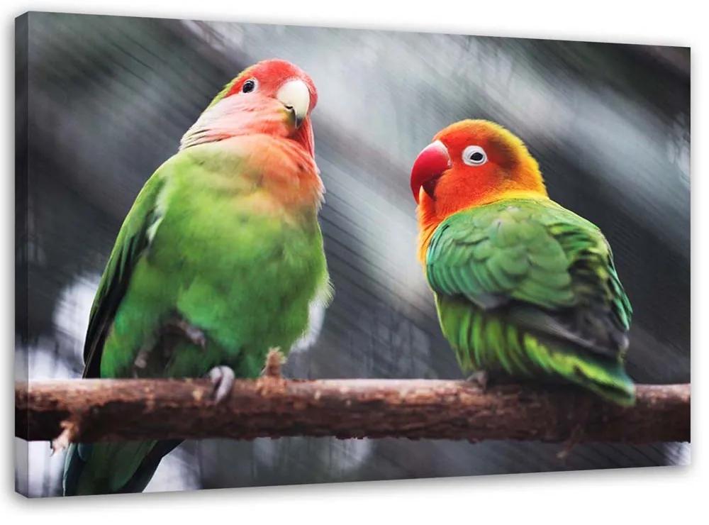 Gario Obraz na plátně Barevní papoušci Rozměry: 60 x 40 cm