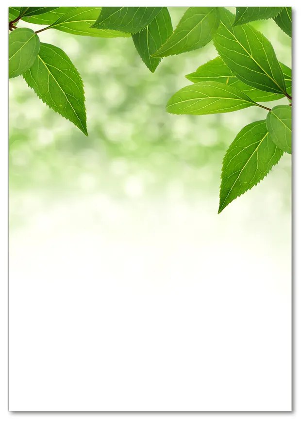 Wallmuralia Foto obraz fotografie na skle Zelené listí 70x100 cm