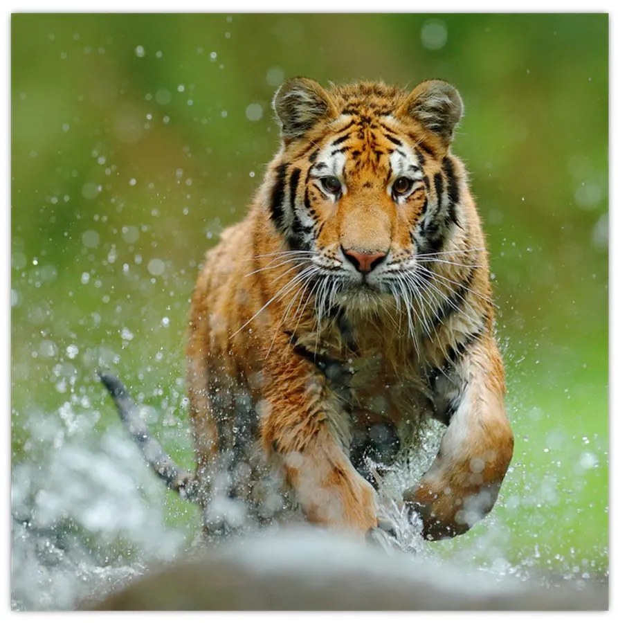Obraz - Běžící tygr (30x30 cm)
