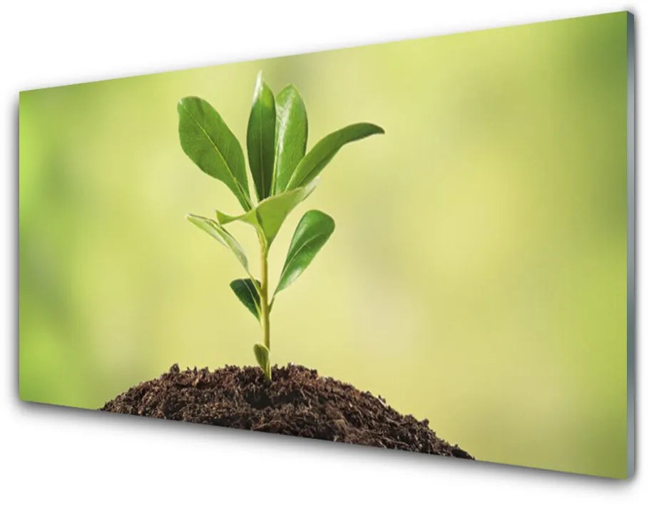 akrylový obraz Půda Rostlina Růst 125x50 cm