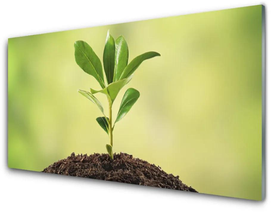akrylový obraz Půda Rostlina Růst 120x60 cm