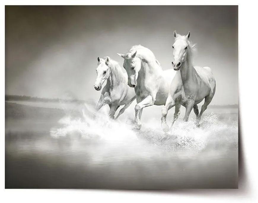 Plakát SABLIO - Bílí koně