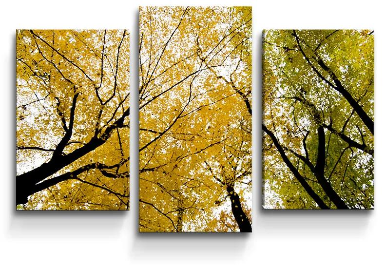 Sablio Obraz - 3-dílný Koruny stromů - 75x50 cm