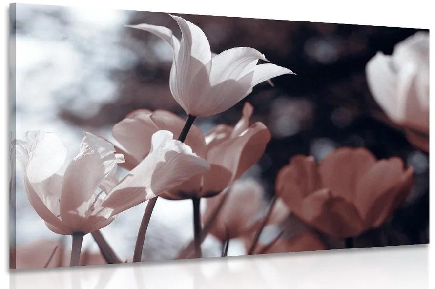 Obraz jarní tulipány v parku Varianta: 120x80