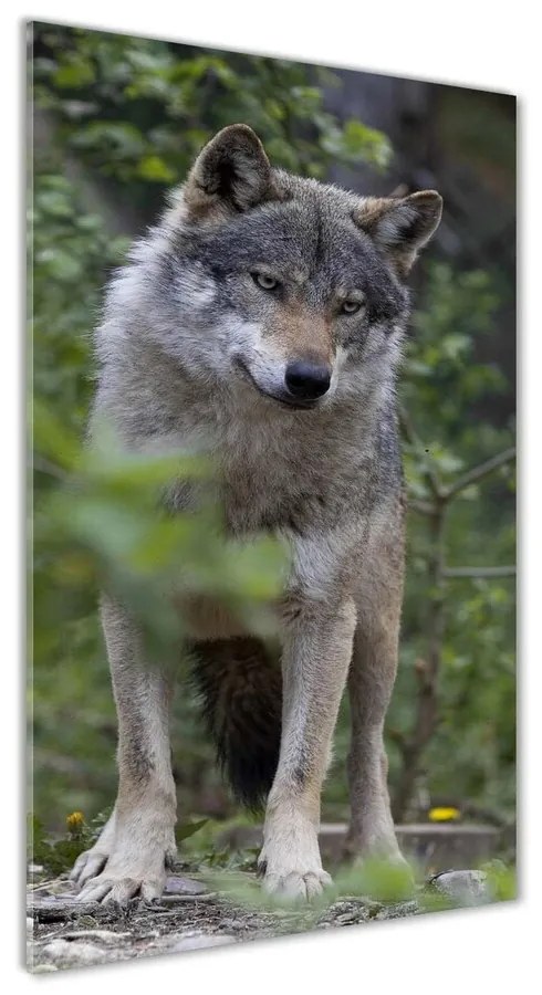 Wallmuralia Foto obraz sklo tvrzené Vlk v lese 50x100 cm