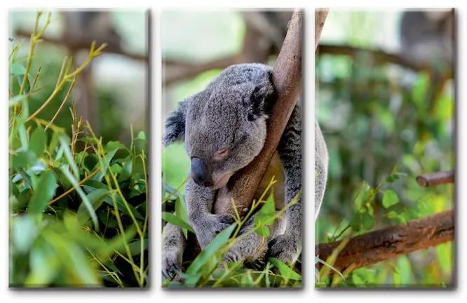 3-dílný obraz - Koala