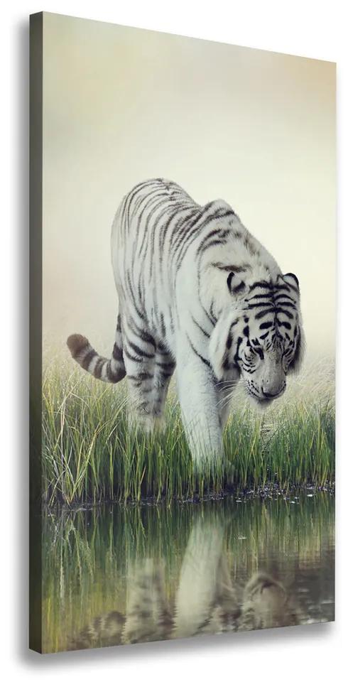 Wallmuralia Foto obraz canvas Bílý tygr 50x100 cm