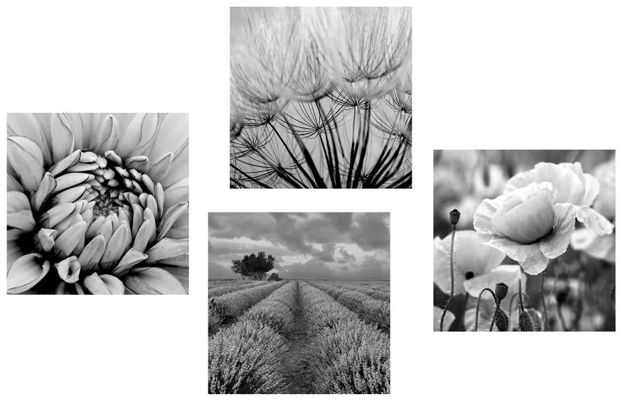 Set obrazů černobílá elegance