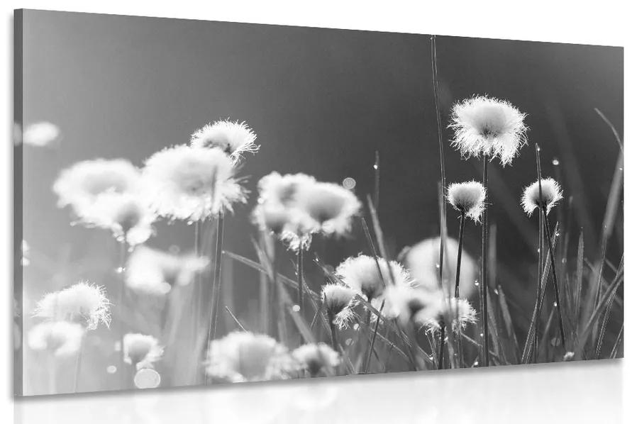 Obraz bavlněná tráva v černobílém provedení Varianta: 60x40