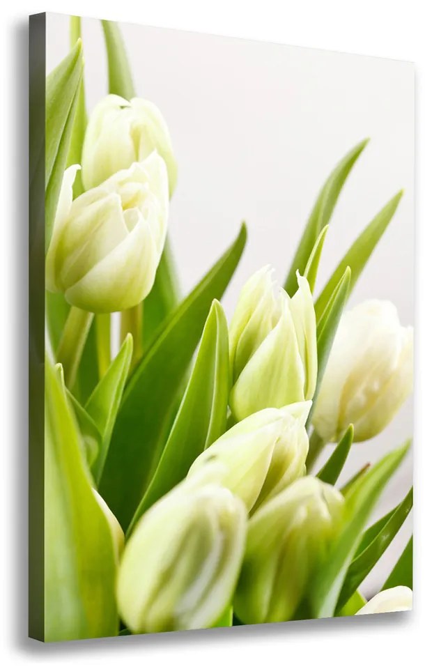 Wallmuralia Foto obraz na plátně Bílé tulipány 70x100 cm