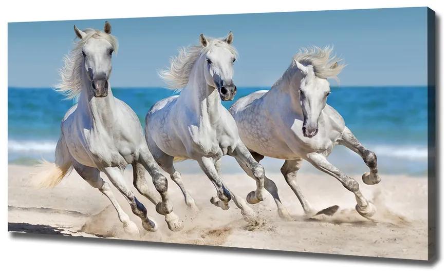 Wallmuralia Foto obraz na plátně Bílí koně pláž 120x60 cm