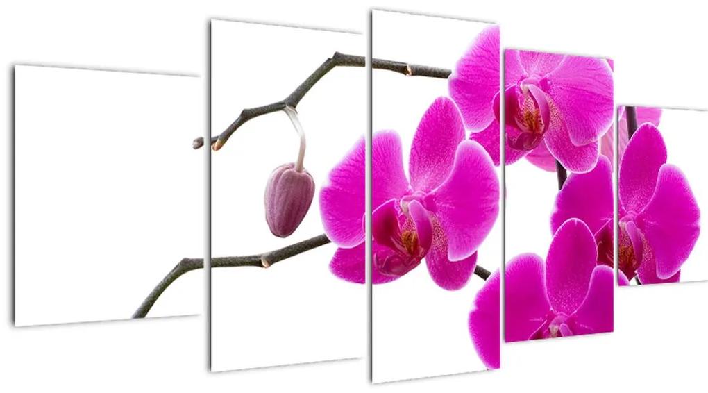 Obraz orchidejí na zeď