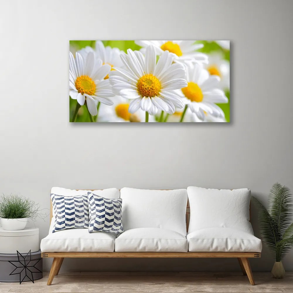 Obraz na plátně Sedmikrásky Rostlina Příroda 125x50 cm