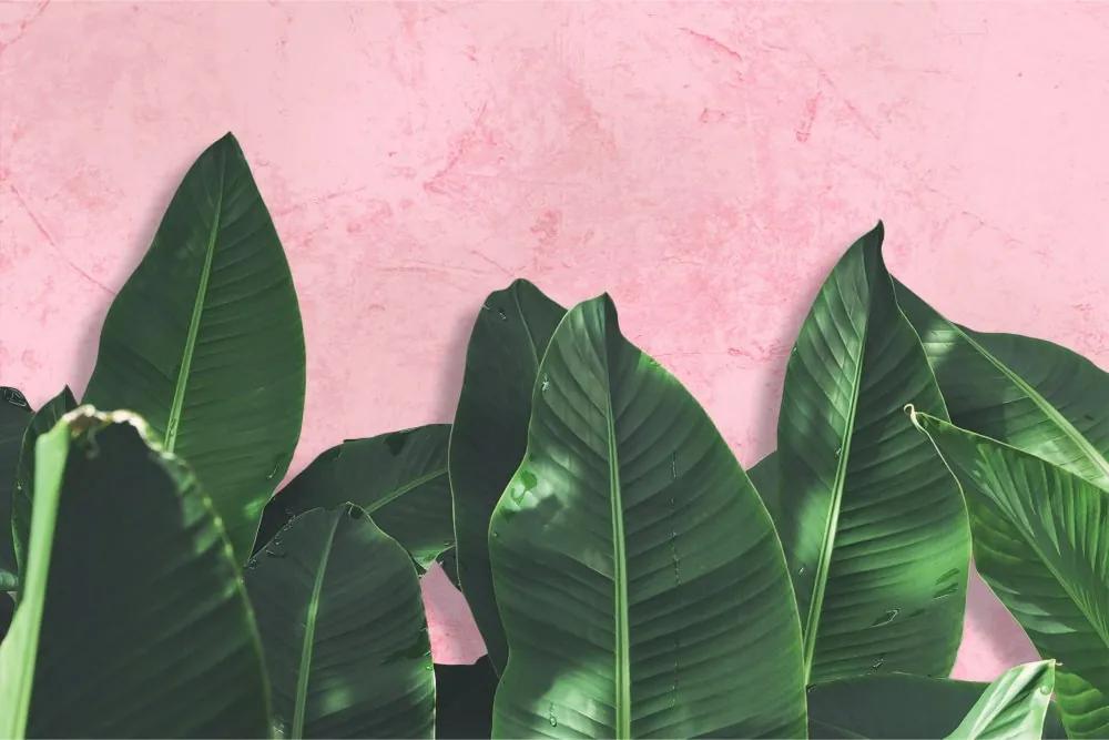 Fototapeta Tropické Rostliny Na Růžovém Pozadí Vliesová tapeta 90x60