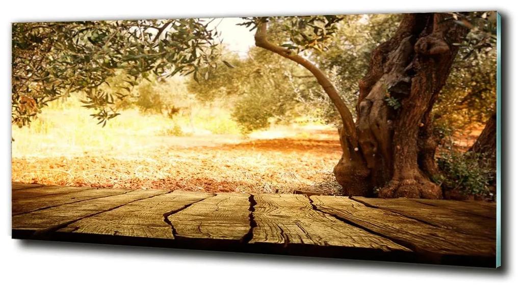 Fotoobraz na skle Olivový strom
