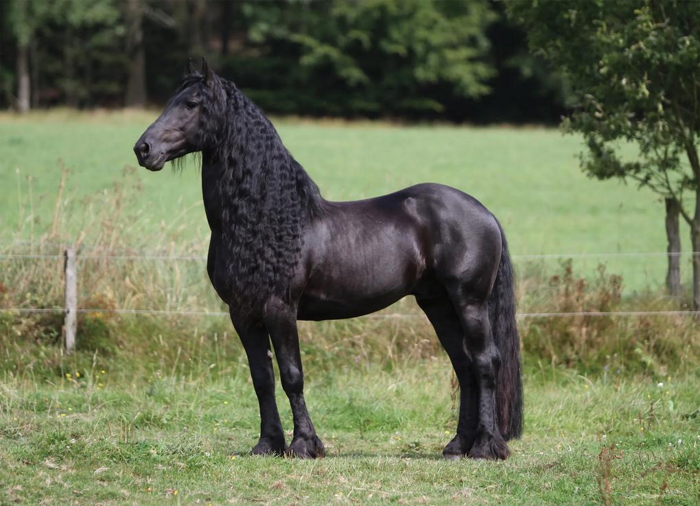 Malvis ® Tapeta Fríský kůň Vel. (šířka x výška): 216 x 140 cm