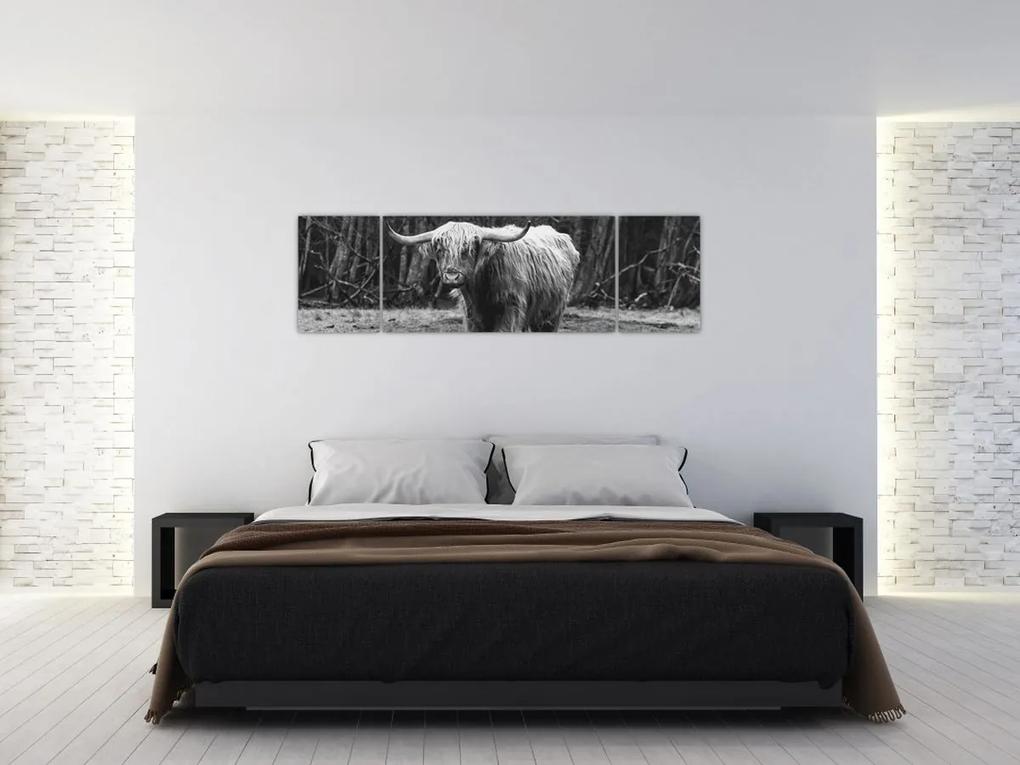 Obraz - Skotská kráva 3,černobílá (170x50 cm)