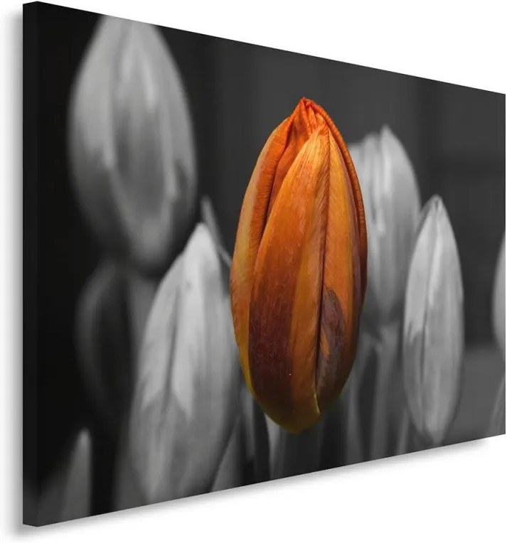 CARO Obraz na plátně - Orange Tulip 40x30 cm