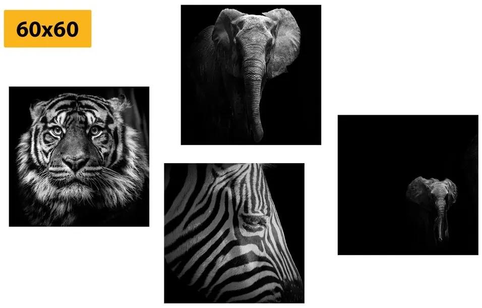 Set obrazů zvířata v černobílém stylu - 4x 40x40 cm