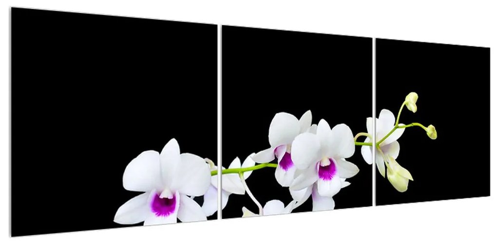 Obraz orchideje (150x50 cm)