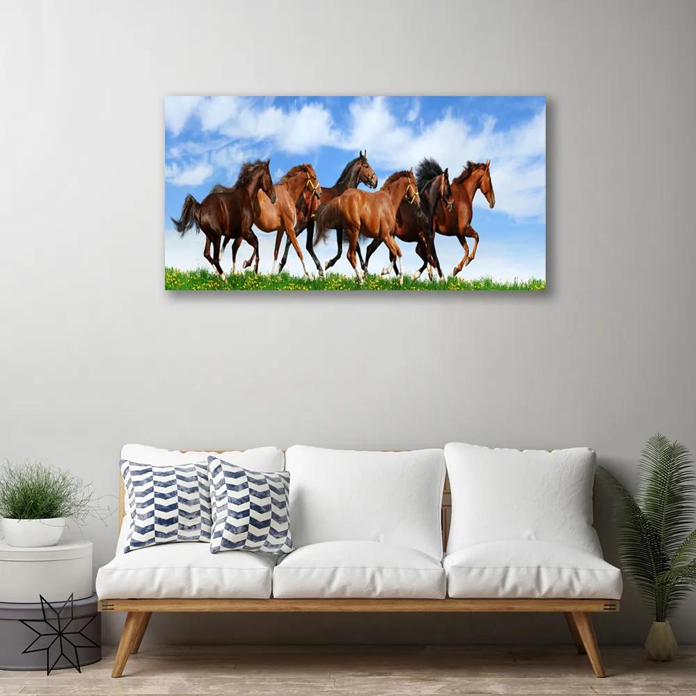 Obraz na plátně Cválající Koně na Pastvině 100x50 cm
