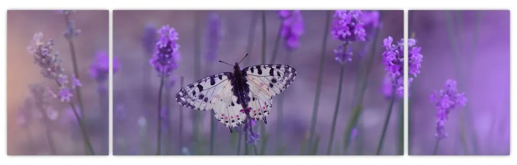 Obraz - Motýl v levandulích (170x50 cm)
