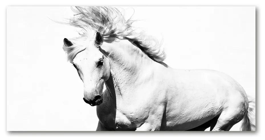 Wallmuralia Foto-obraz fotografie na skle Bílý kůň 100x50 cm