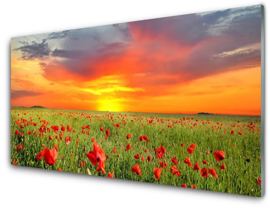 Obraz na skle Máky Slunce Rostlina Příroda 140x70 cm