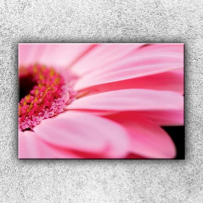 Xdecor Růžová gerbera (50 x 35 cm) - Jednodílný obraz