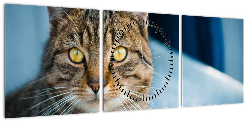 Obraz - Kočka domácí (s hodinami) (90x30 cm)