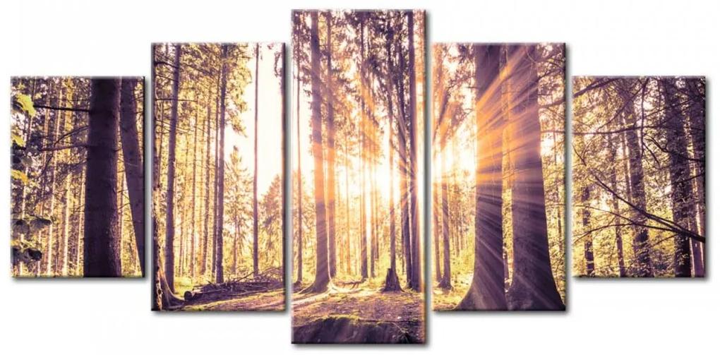 Atypický obraz lesní svět + háčky a hřebíčky ZDARMA Velikost (šířka x výška): 100x50 cm