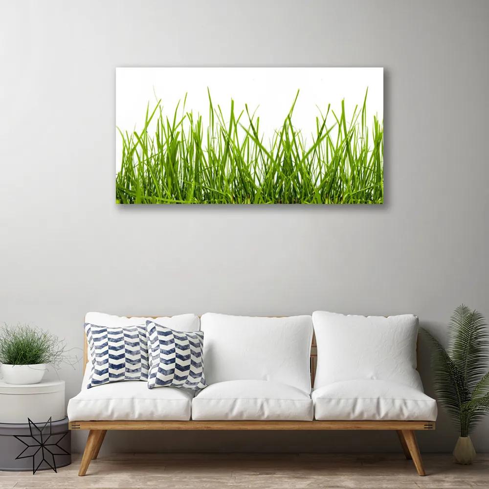 Obraz na plátně Tráva Příroda Rostlina 120x60 cm