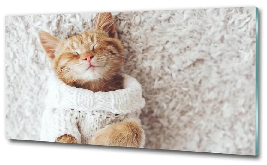Wallmuralia Foto-obraz fotografie na skle Kočka ve svetru 100x50