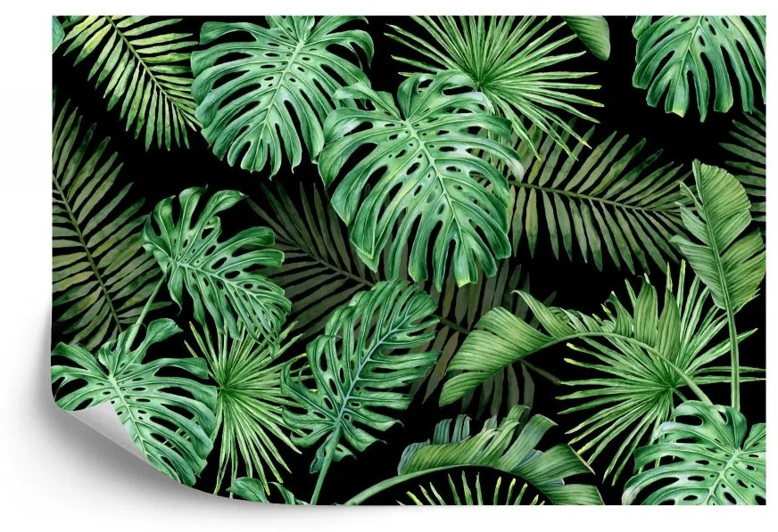 Fototapeta Monstera Odchází Omyvatelný vlies 368x254