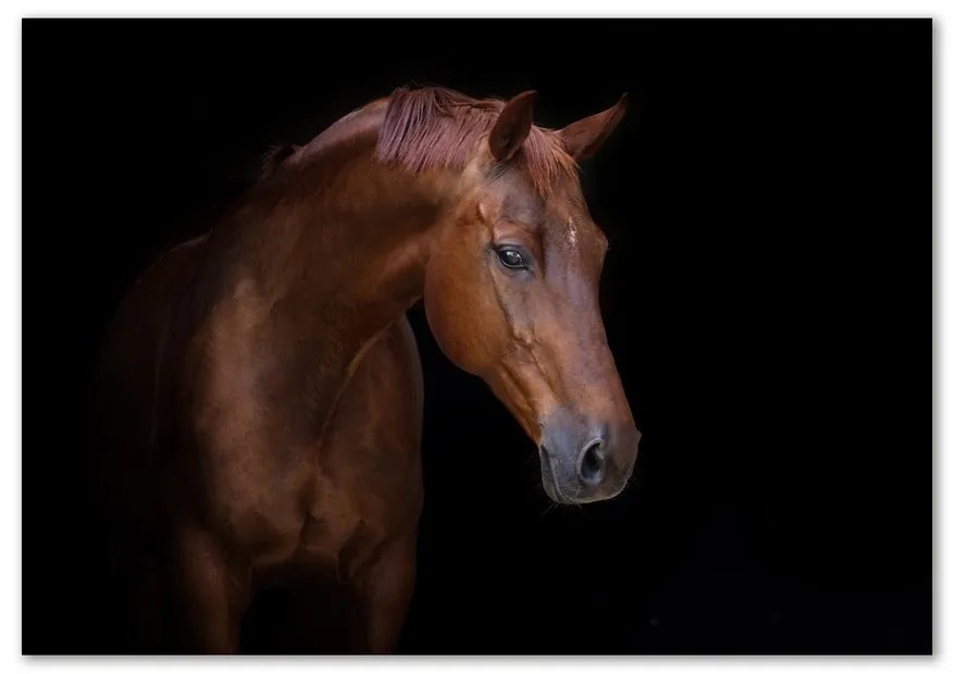 Wallmuralia Foto-obrah sklo tvrzené Hnědý kůň 100x70 cm