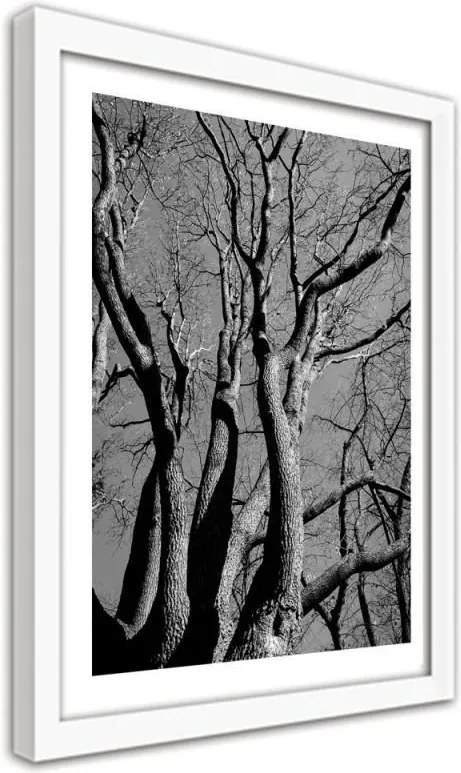 CARO Obraz v rámu - The Crown Of A Tree In Black And White 30x40 cm Bílá