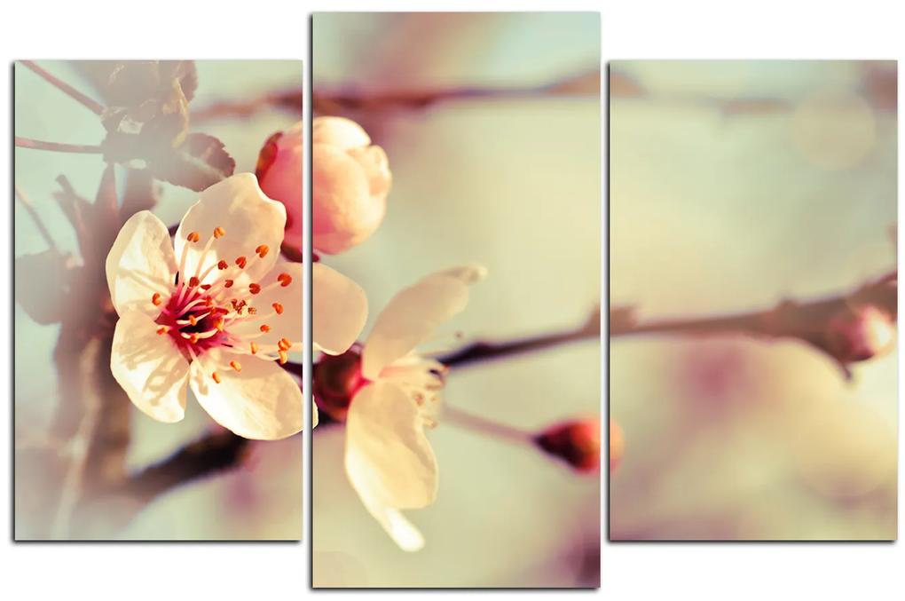 Obraz na plátně - Květ třešně 158C (120x80 cm)