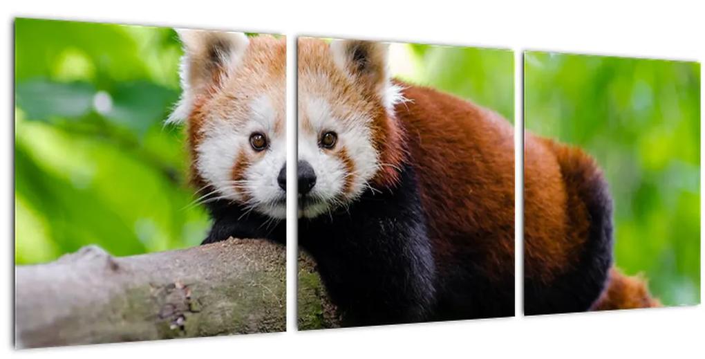 Obraz pandy červené (90x30 cm), 40 dalších rozměrů