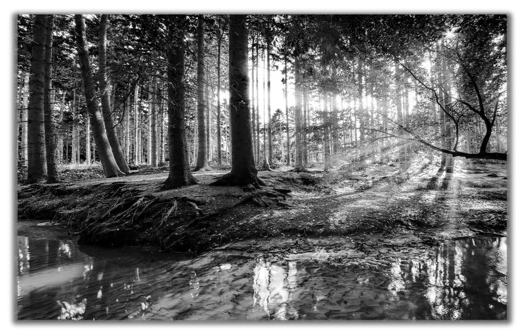 Malvis ® Obraz černobílá pohoda lesa Velikost: pětidílné schody - 200x100 cm